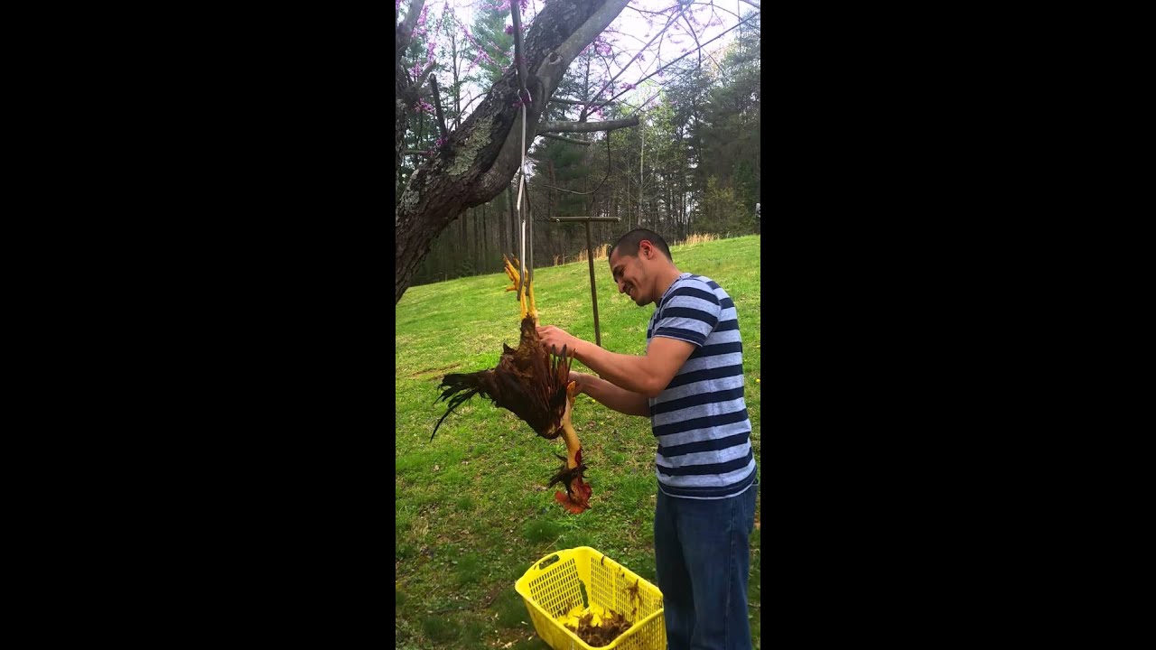 Como se Mata un pollo por el cuncuno - YouTube