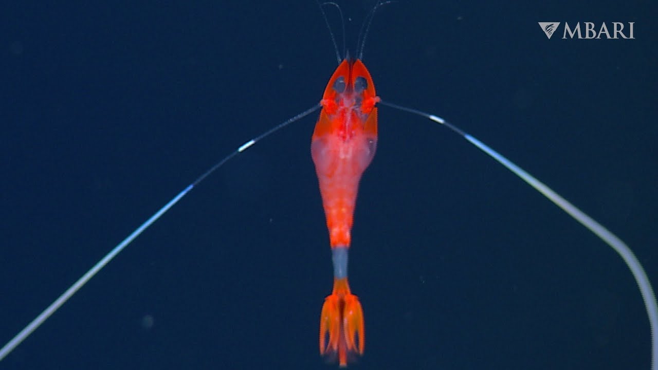 Sea Creatures Shrimp