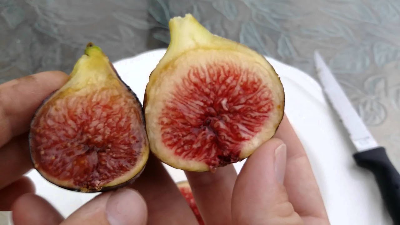 Figo Preto and Black Madeira Comparison - YouTube