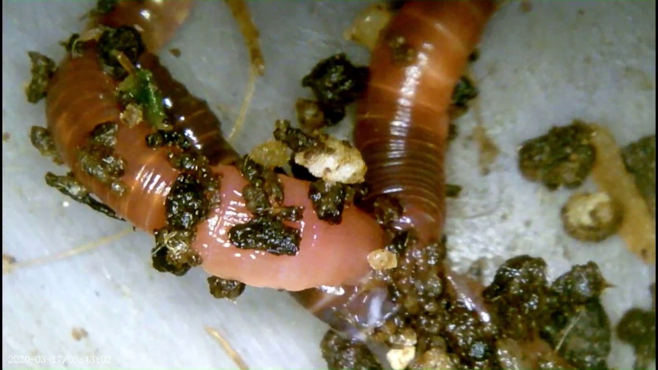Under the Microscope Worms Mating-Red Wiggler, Blue Worm found Mating ...