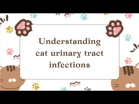 Understanding Cat Urinary Tract Infections | Signs, Causes & Treatment ...