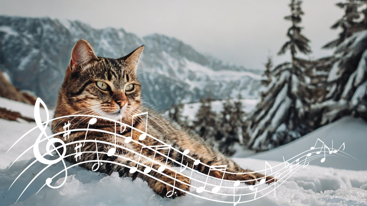 Musica per Relax e Meditazione - Il Gatto Zen Compilation #5 - YouTube