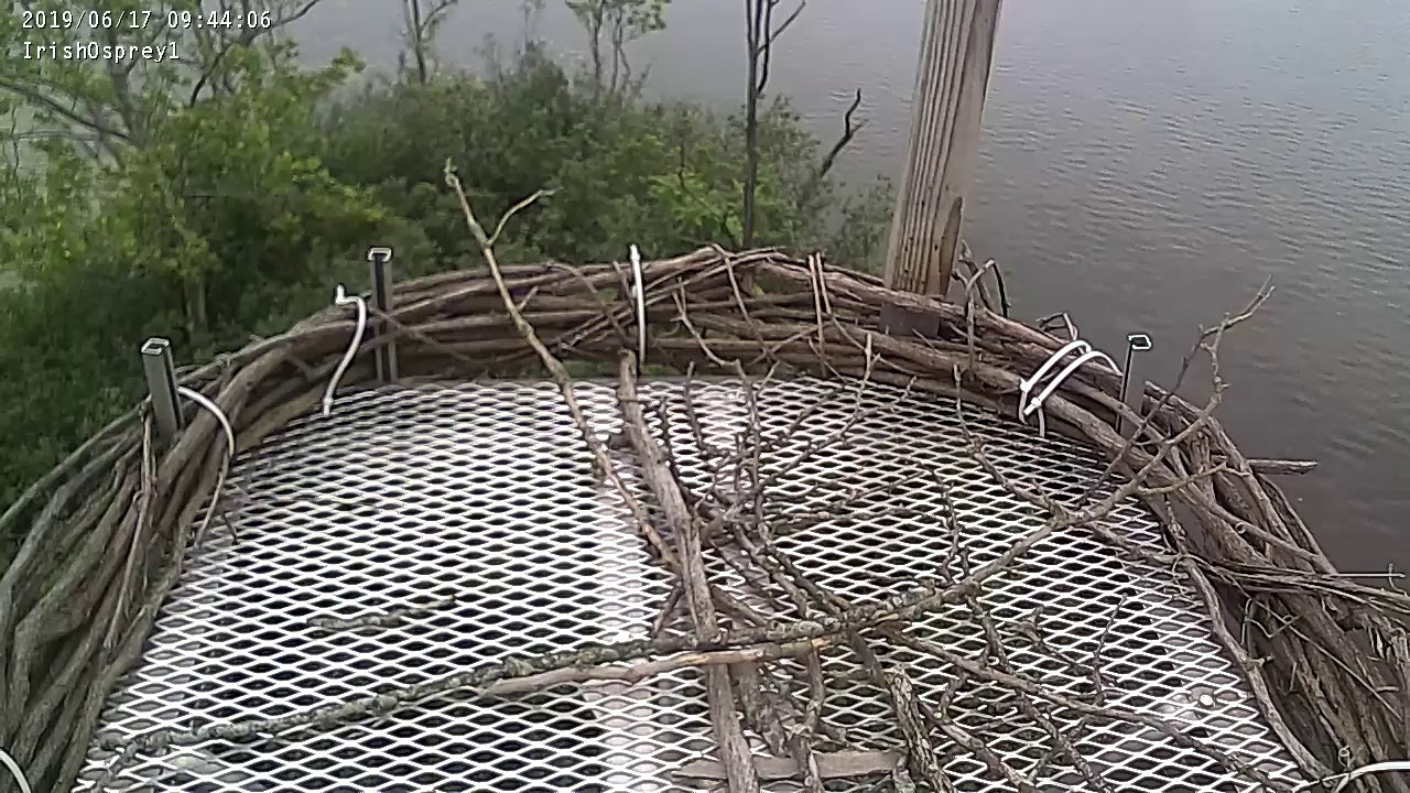Irish Osprey Live Stream - YouTube