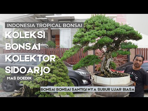 Intip Koleksi Bonsai Santigi milik Kolektor dari Sidoarjo ,Mas Dodik