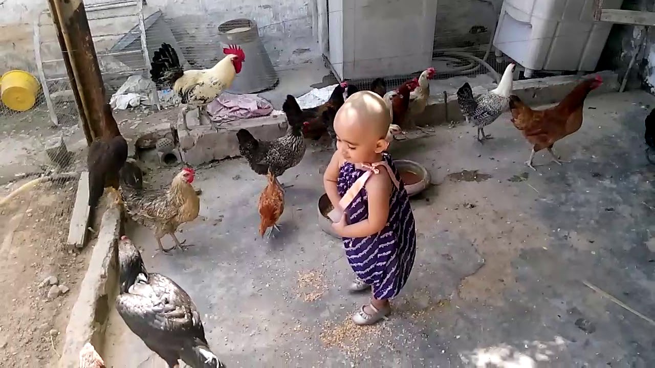 Fun with Chickens 🐥 Happy ☺️ | Life Moments - YouTube