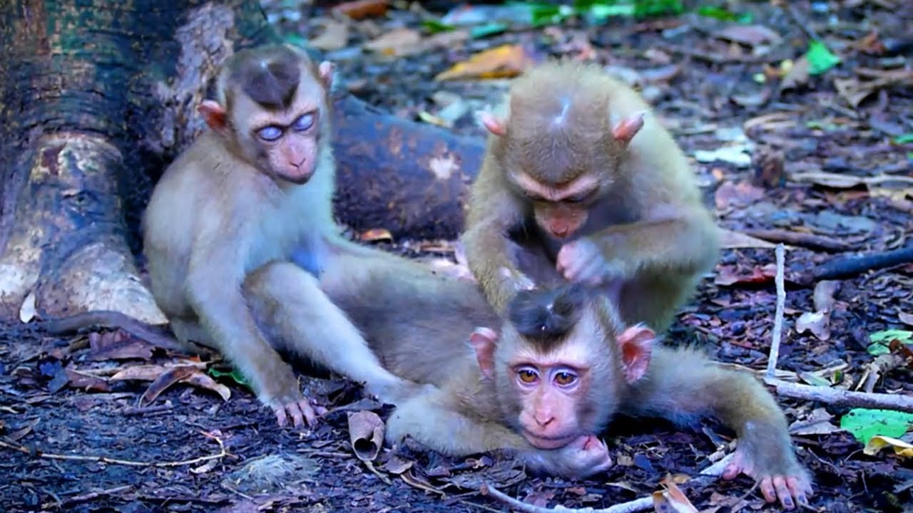 Ohh ooh! A little monkey Bravo has sleeping very well but other monkey ...