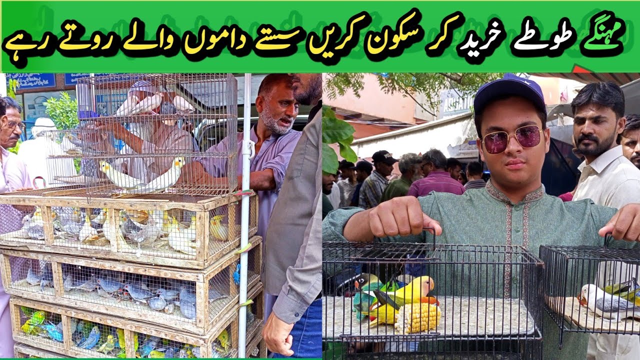 Lalukhet Sunday Birds Market Latest Updates 10-2-2022 - YouTube