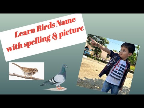 Learn Birds Name with spelling - YouTube