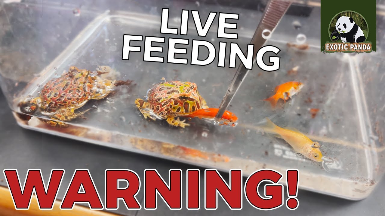 WARNING LIVE FEEDING! Pacman frog feeding comet goldfish - YouTube