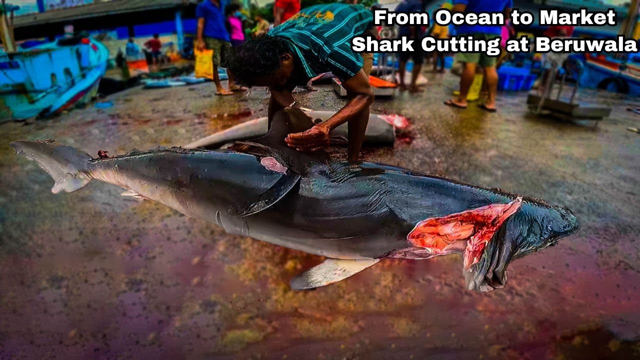 A Fisherman’s Skill: Cutting a Shark at Beruwala - YouTube