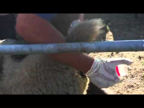 Leah sponging a sheep!! - YouTube