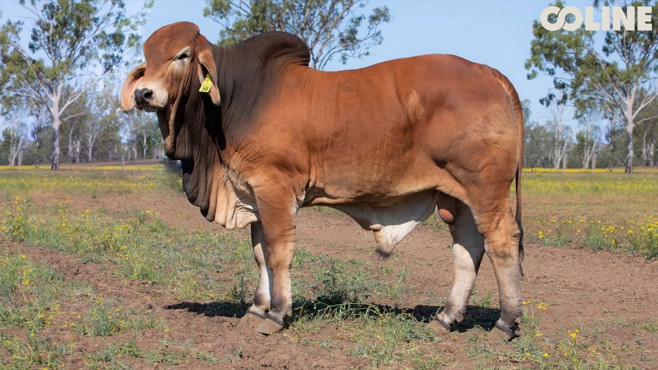 LOT 549 - OOLINE BRAHMAN WEEK 2024 - YouTube