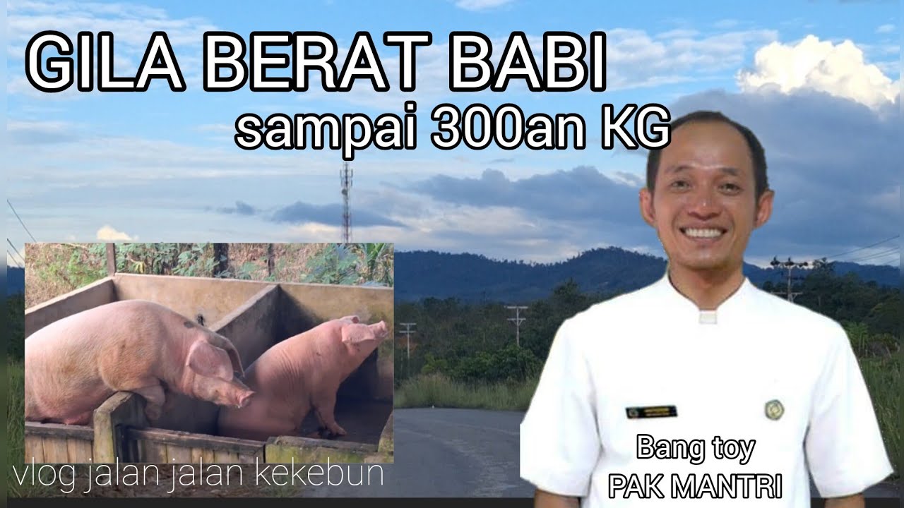 GILA ! BERAT BABI SAMPAI 300 an KG II jalan kekebun Pak Mantri #vlog # ...