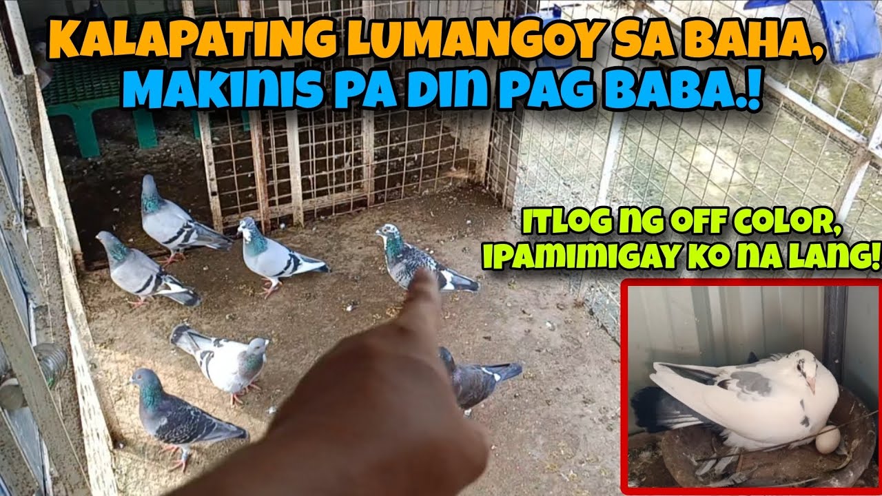 KALAPATING LUMANGOY SA BAHA, NAKAKA MANGHA!! | KARERA NG KALAPATI - YouTube