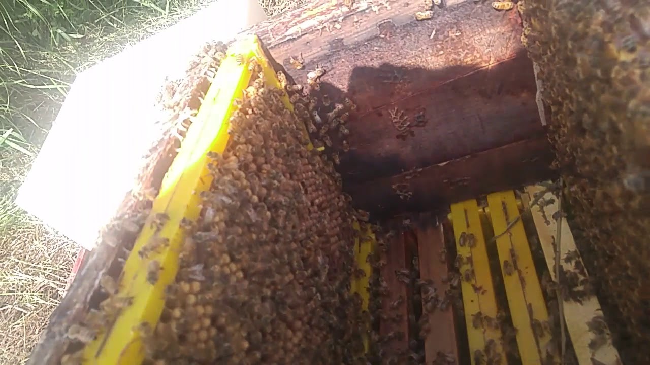Splitting the hive into 2 hives 2019 Honey bee hives - YouTube