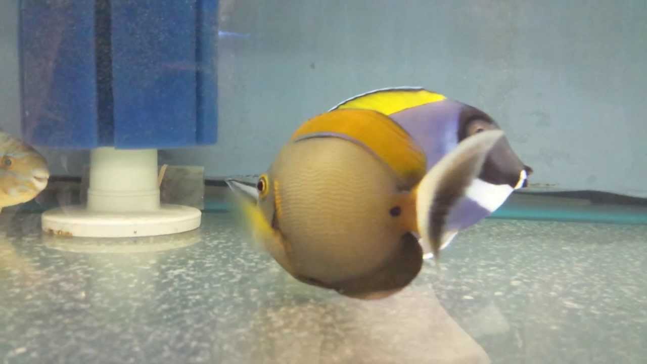 Fowleri Tang $169 - Sumatra - YouTube