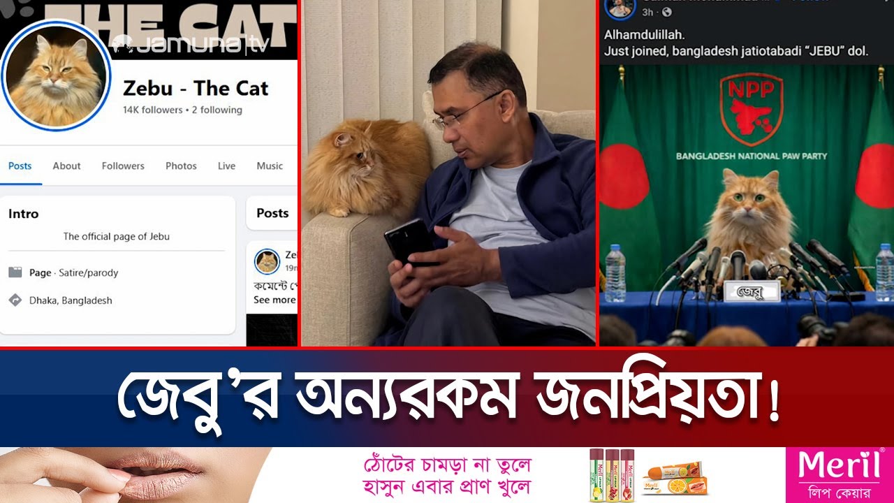 তারেক রহমানের পরিবারের সাথে আসা বিড়াল জেবুও কুড়িয়েছে জনপ্রিয়তা ...