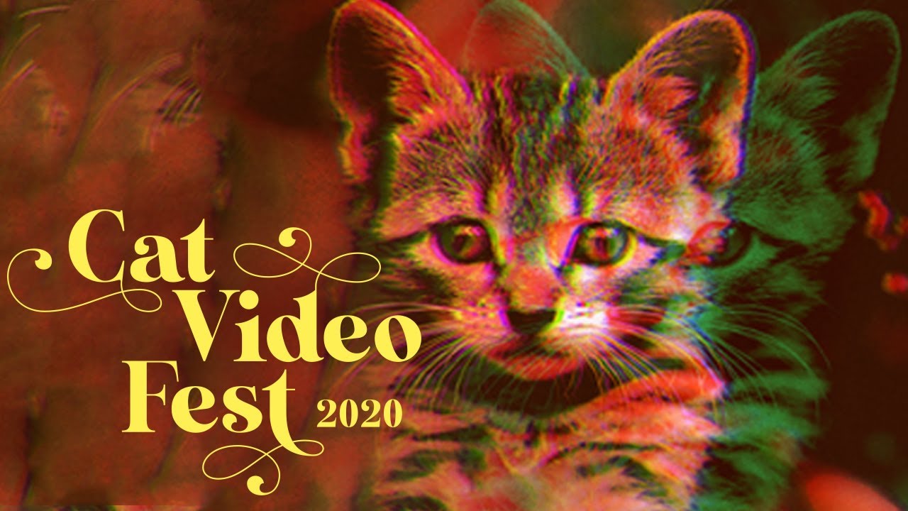 CatVideoFest 2020 [NL Trailer] - YouTube