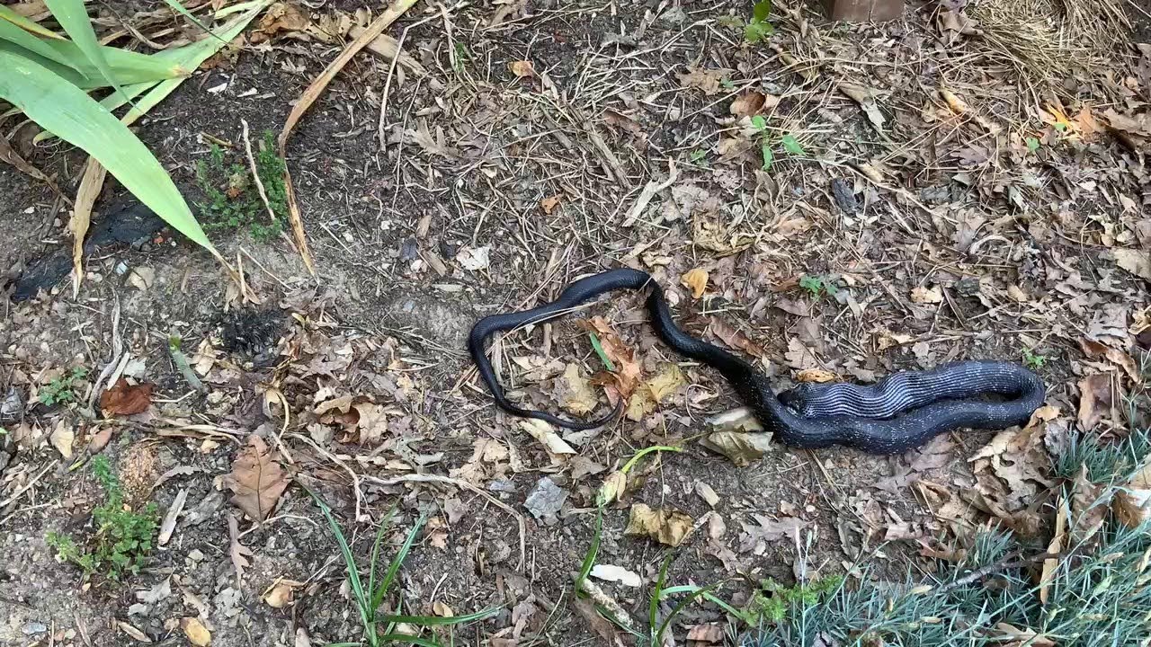 Timelapse of a Black Snake Eating a Rabbit || ViralHog - YouTube
