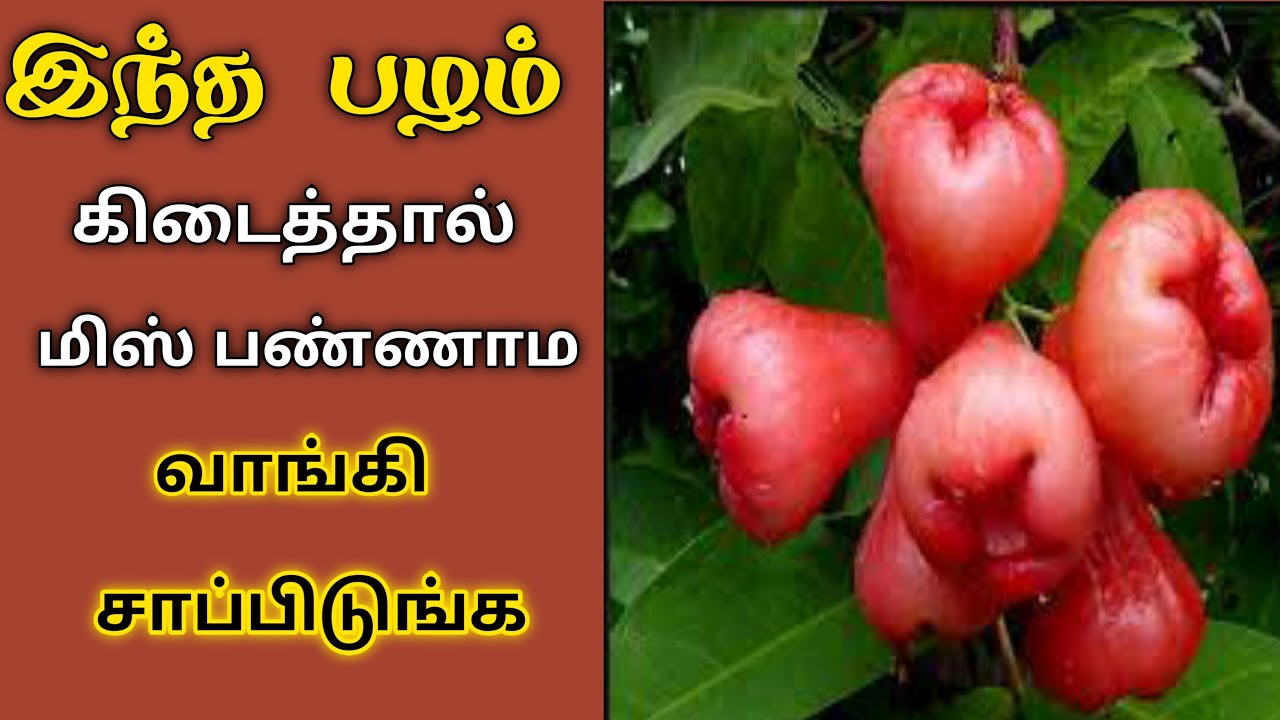 ரோஜா ஆப்பிளின் மருத்துவ பயன்கள் / health benefits of rose apple in Tamil/water apple/ Java apple ...