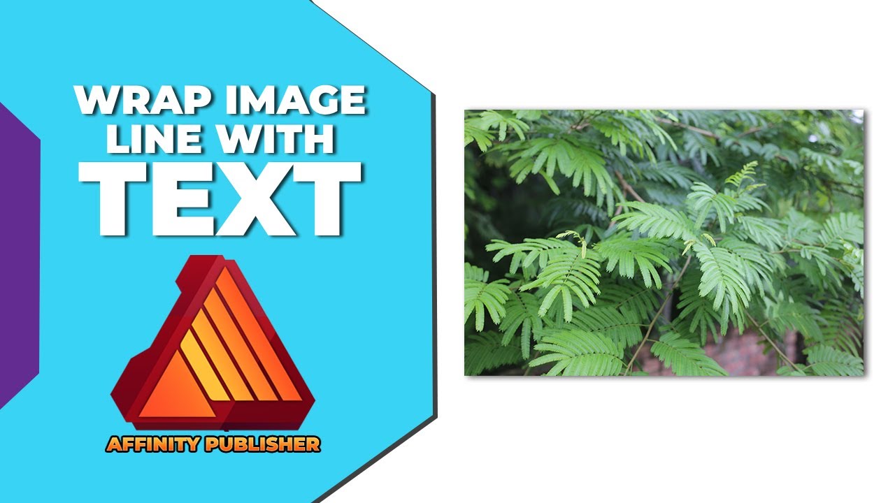 How to wrap image in line with text in affinity publisher - YouTube