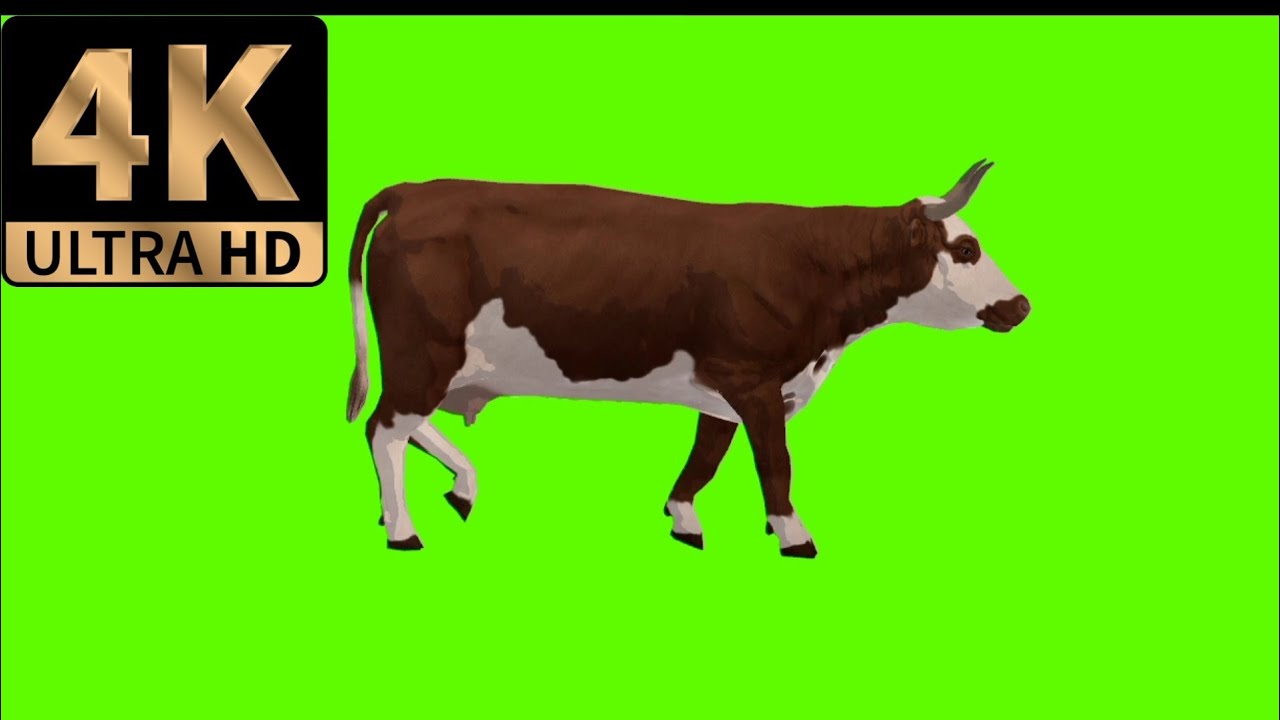Cow Green Screen video/no copy right/full HD - YouTube