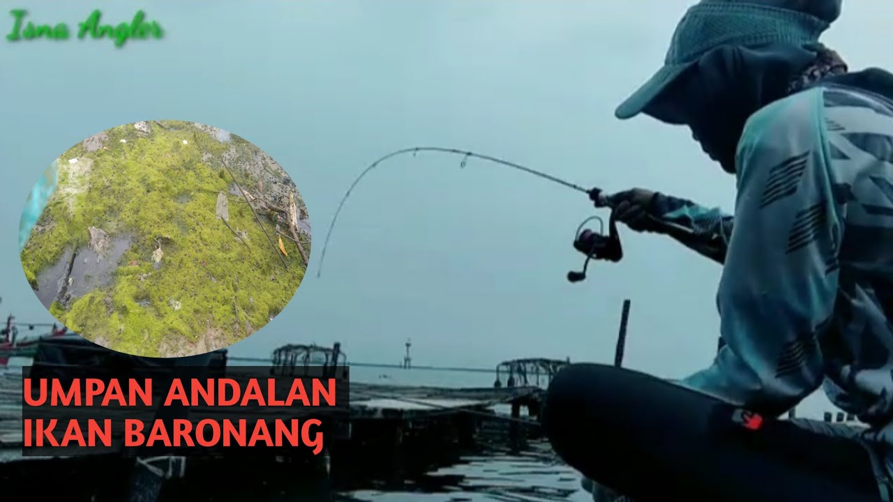 Lady Angler || Full Strike Ikan Baronang Baby Lingkis 🤭 - YouTube