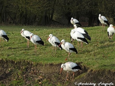 Ooievaars (White Stork) in natuurpark Lelystad in The Netherlands ...