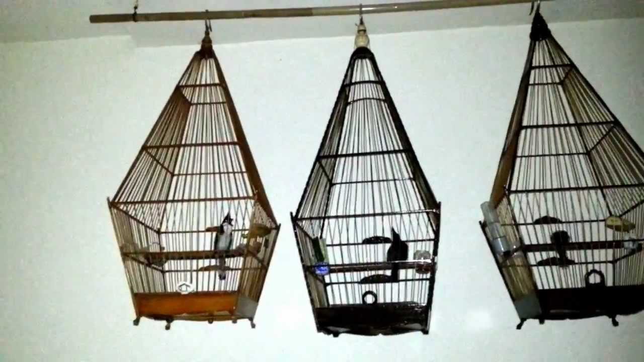 merbah jambul kampungan - YouTube