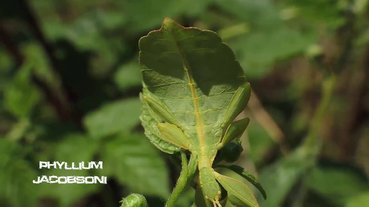 stick insects movie - YouTube