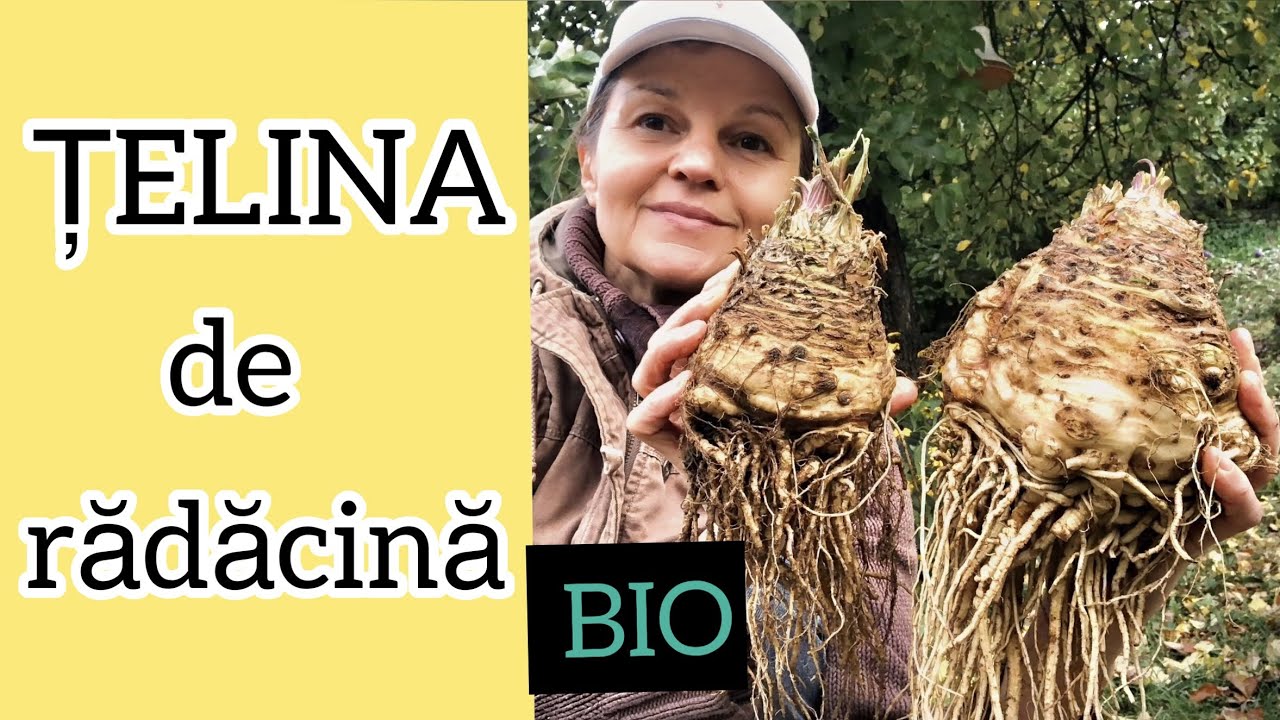 TELINA DE RADACINA. Secretele mele pentru radacini mari si frumoase de ...