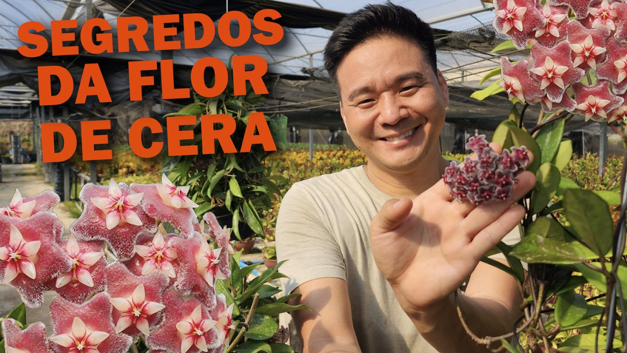 Flor de Cera dicas de cultivo - YouTube