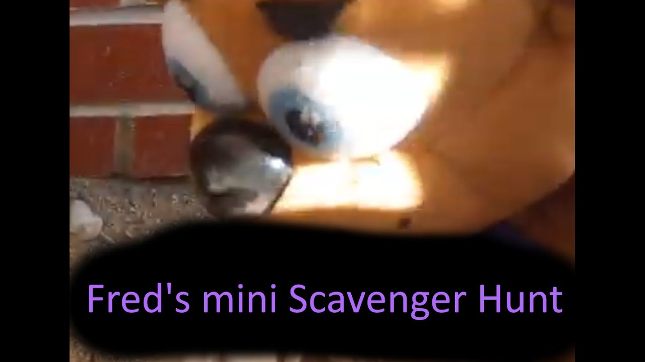 Fred's mini Scavenger Hunt - YouTube