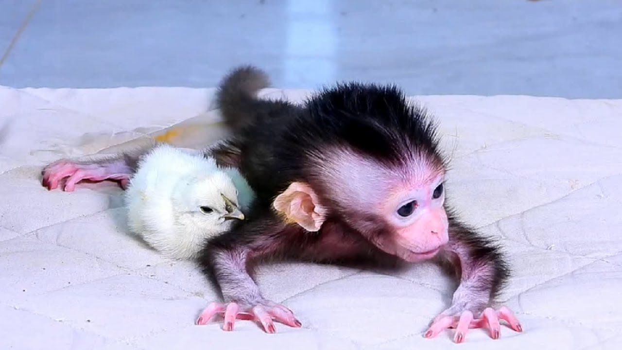 OMG- Vicky monkeys sit and sleep, while little monkeys sleep next to ...