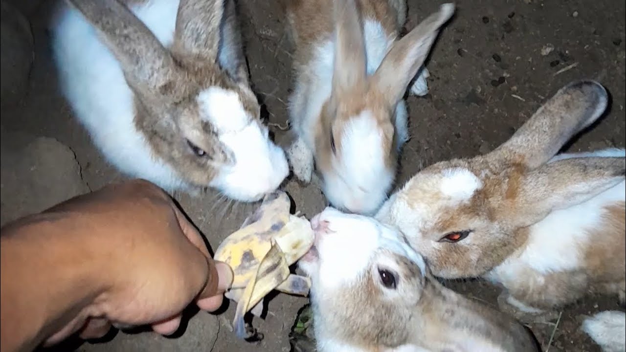 All cute rabbits eat banana together #rabbit #banana #cute #shorts ...