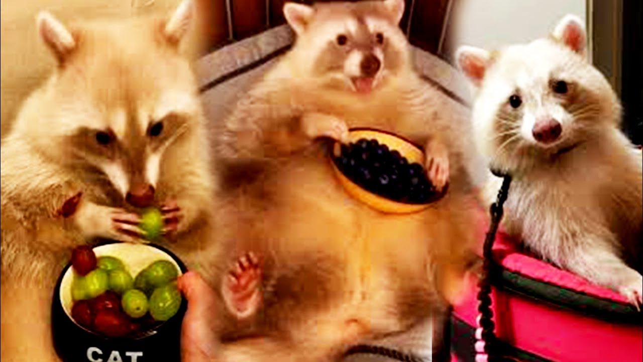 unbelievable pets 🧡💛| funny pets | funny animals | beautiful pets ...