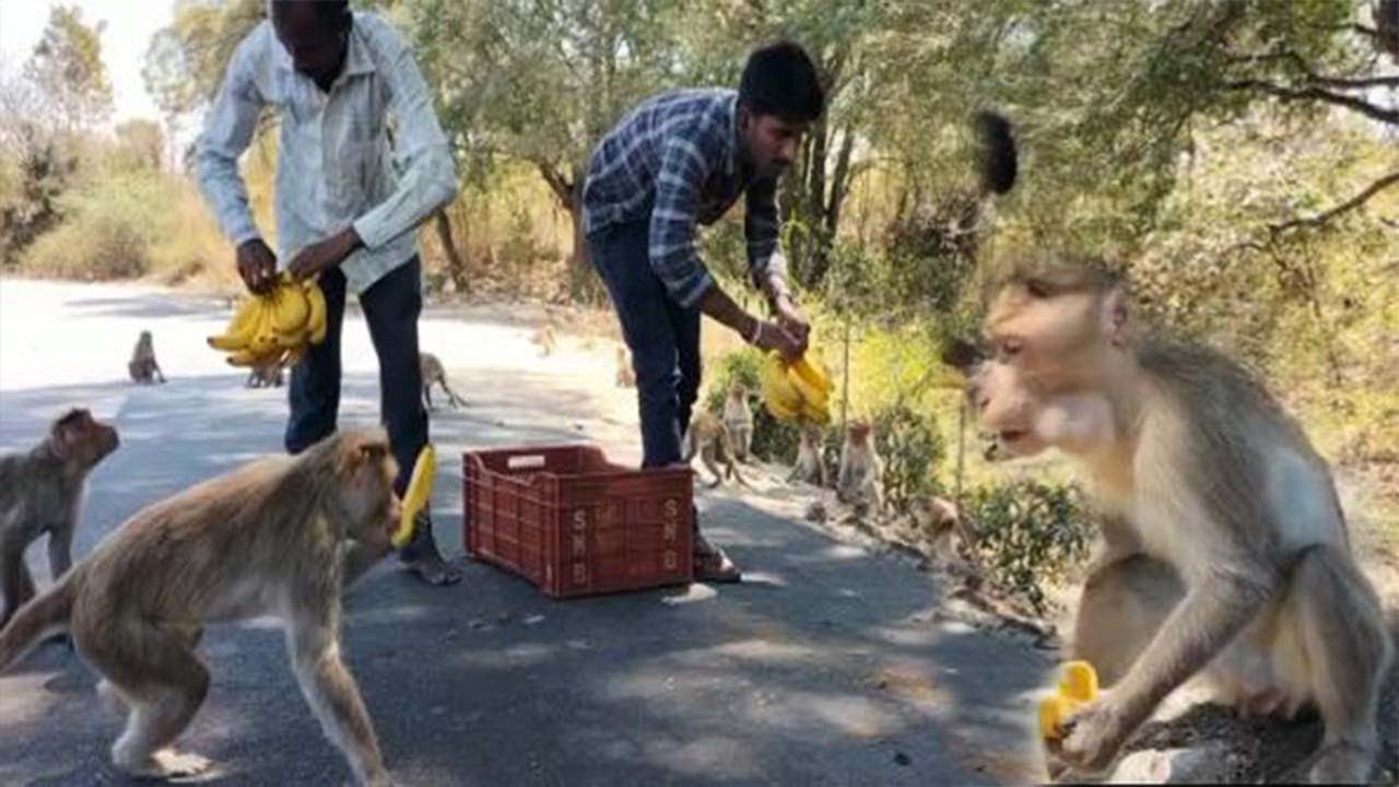 Monkey Vidoe-18 l Angry Monkey Video l Monkey Eating Banana l Group of ...