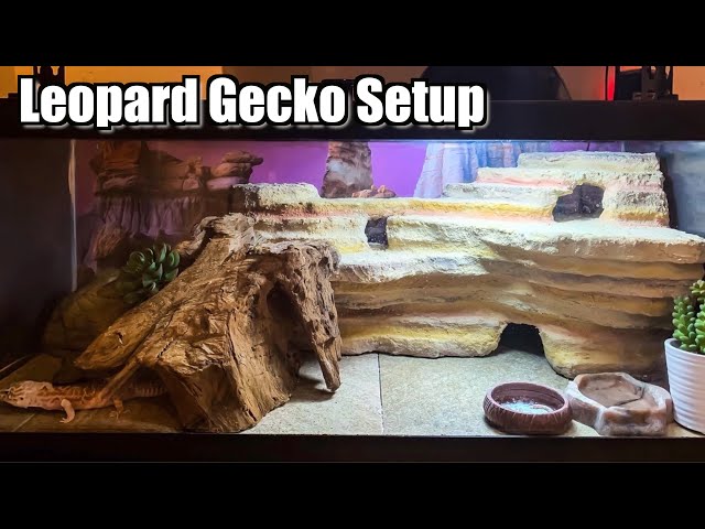 Cute Leopard Gecko Hides