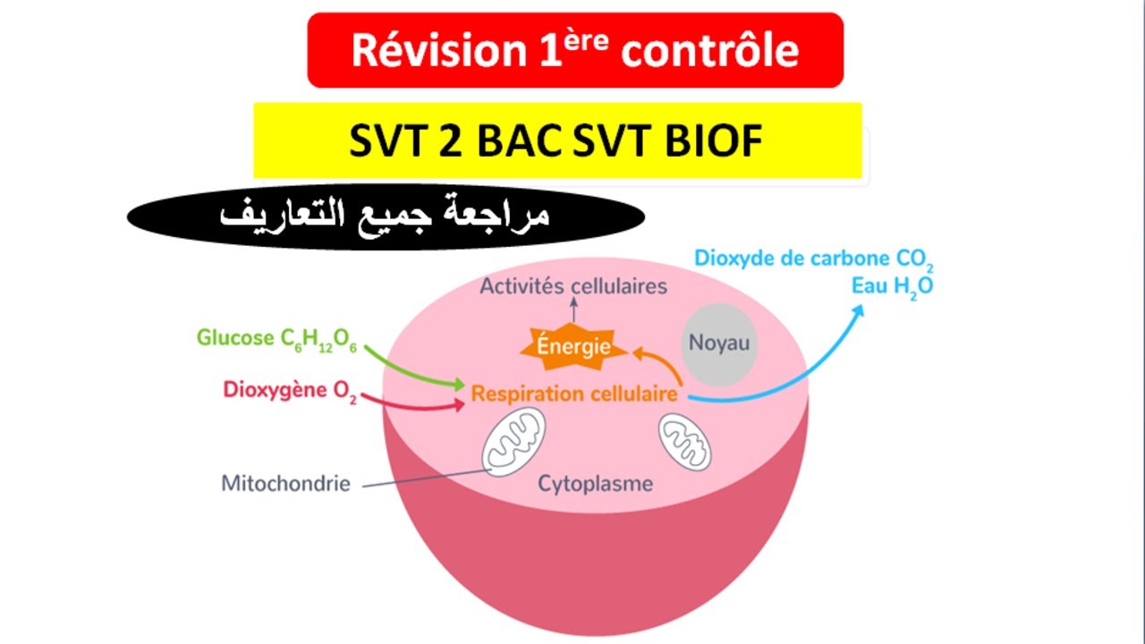 Contrôle 1 svt 2 bac svt option français : Consommation de la matière ...