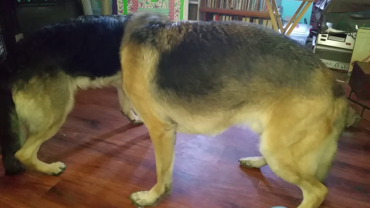 German Shepherd dogs playing in-house, 09-27-17 - YouTube