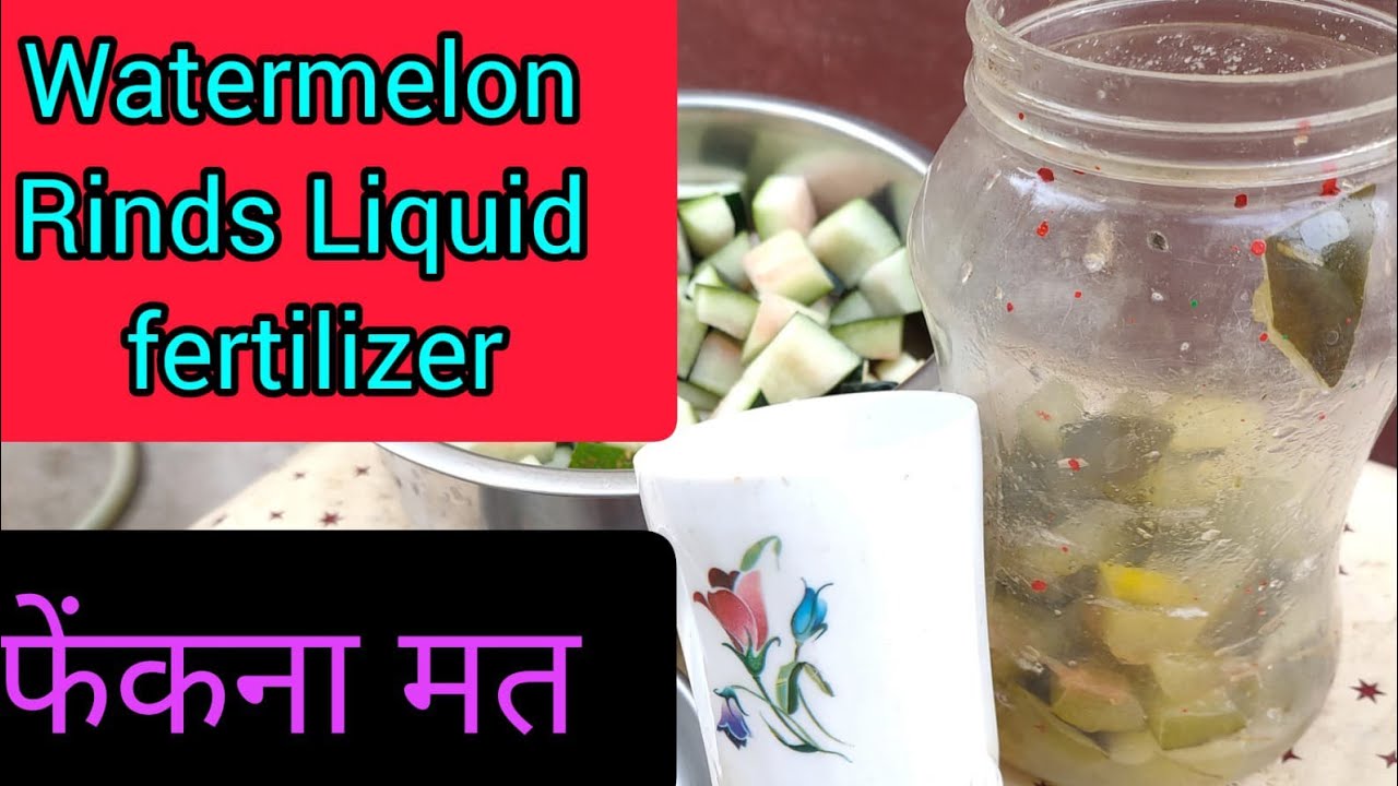 Watermelon peels compost || Watermelon rinds best Fertilizer for plants ...