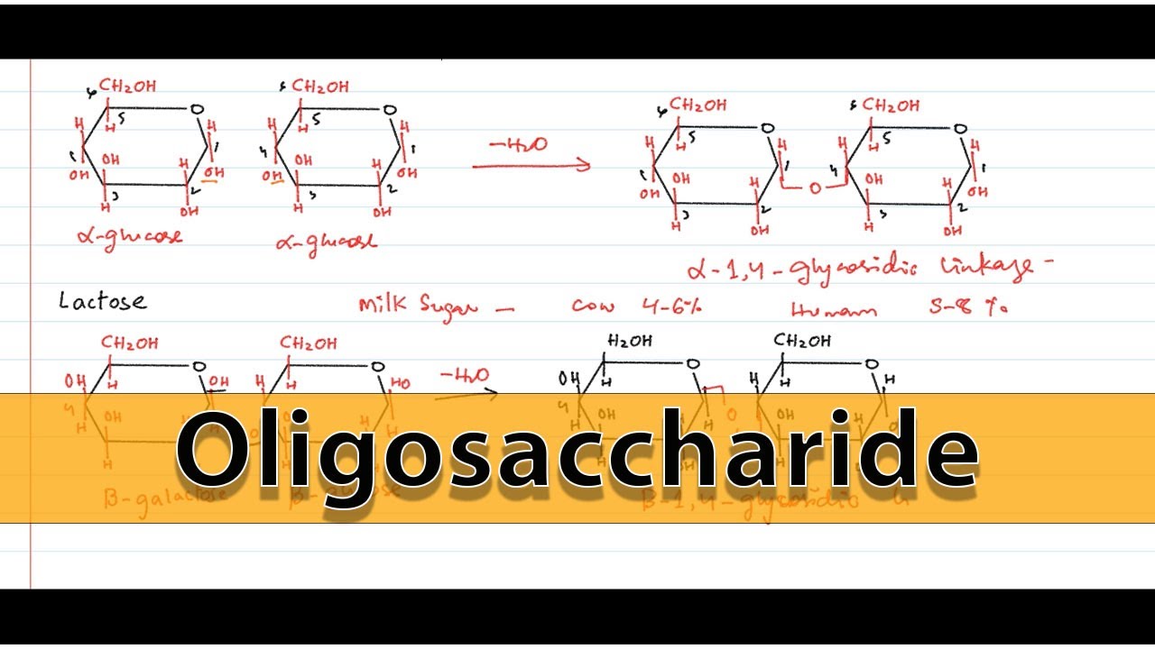 Oligosaccharides || Structure and Linkages || Carbohydrates ...