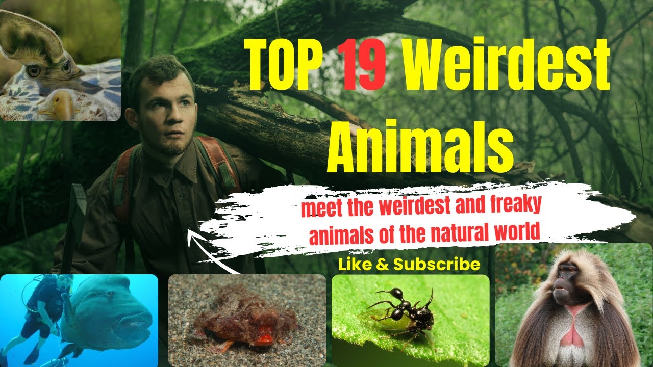 19 weirdest animals : meet the weird and freaky animals of the natural ...