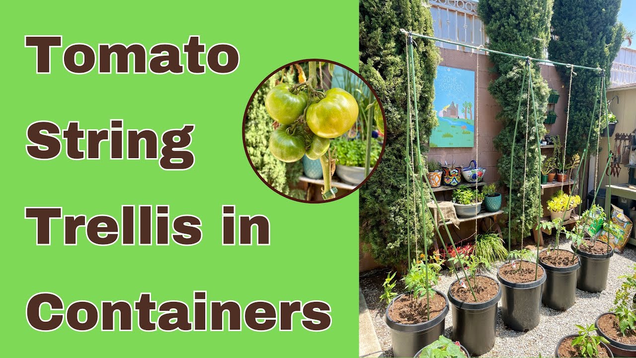 DIY String Trellis ... Easy & Strong! | Container Vegetable Gardening ...