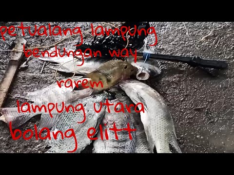 BOLANG ELITT BERAKSI LAGI || BENDUNGAN WAY RAREM