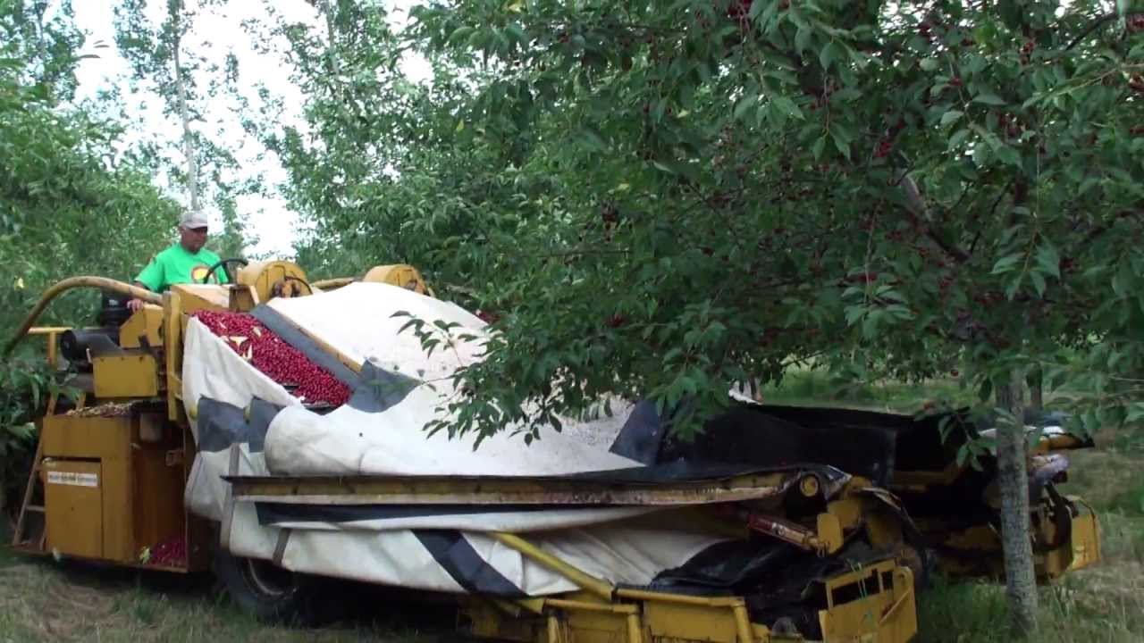 Cherry Tree Shaking, 7-17-2013 - YouTube