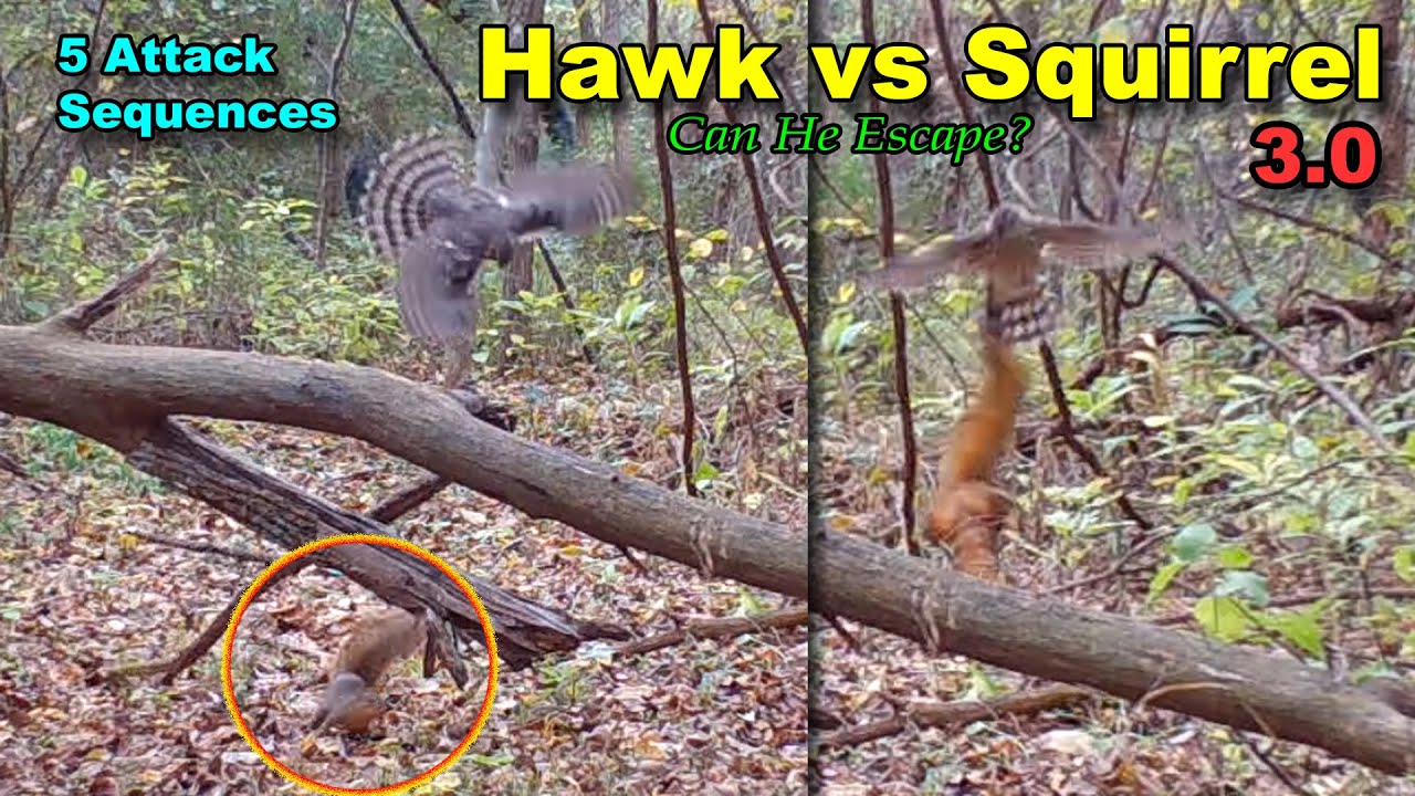 HAWK is NUTS for a SQUIRREL Dinner #nature #trailcam #wildlife - YouTube