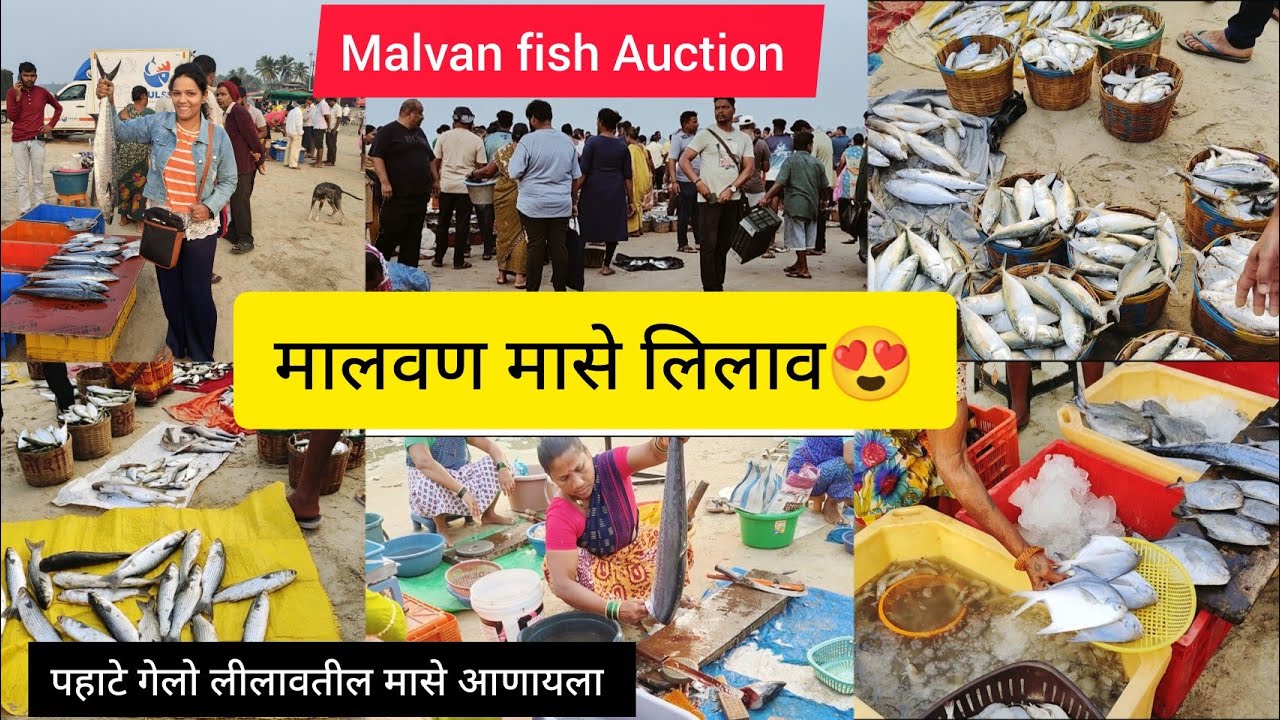 मालवण मासे लिलाव 😍 Malvan fish Auction. पहाटे गेलो लिलावातून मासे ...