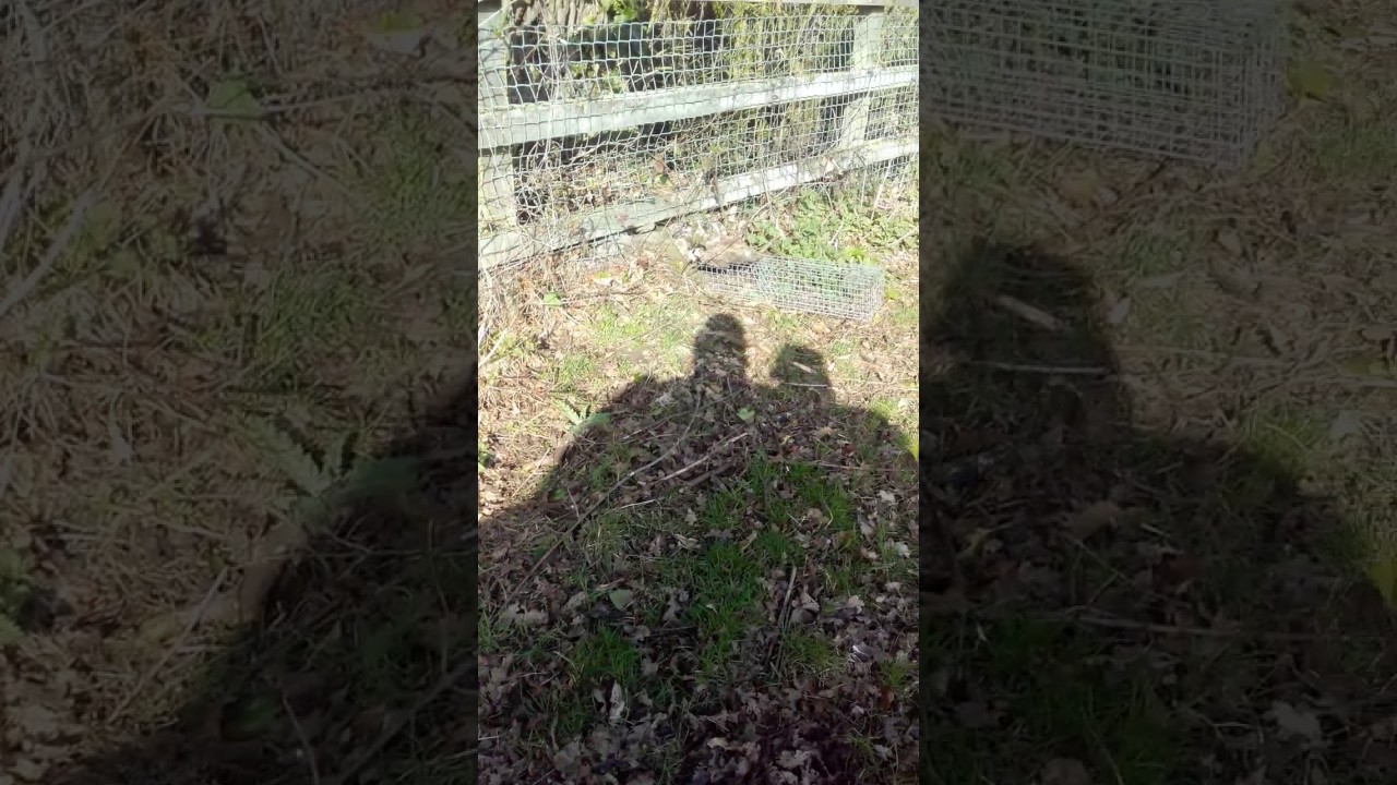 Rabbit bolt traps working in a fence line - YouTube