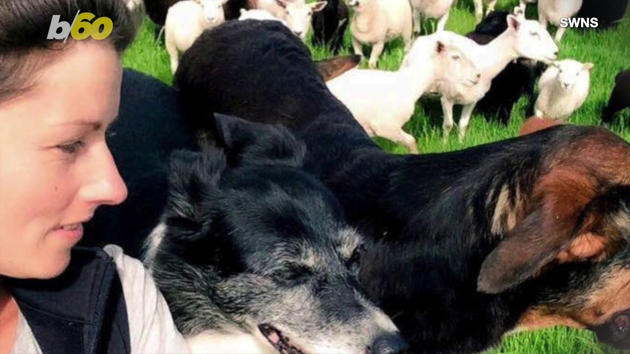 Watch as These Amazing Dogs Saved Their Sheep From Drowning - YouTube